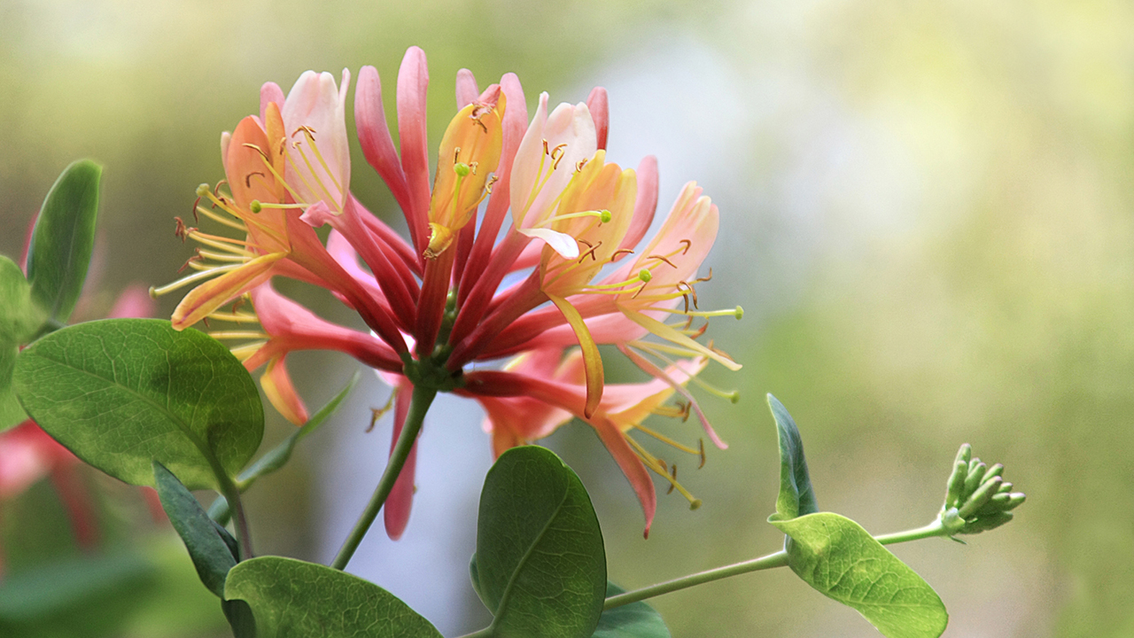 8 Things Your Honeysuckle Needs That Can't Be Ignored