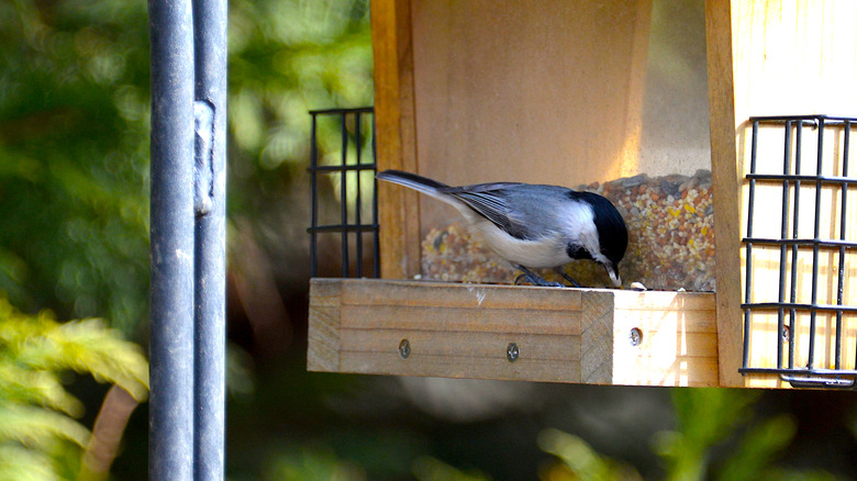 Should You Put Rice In Your Bird Feeder? Here's What Experts Say