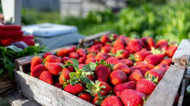 13 storage tips for longer-lasting strawberries