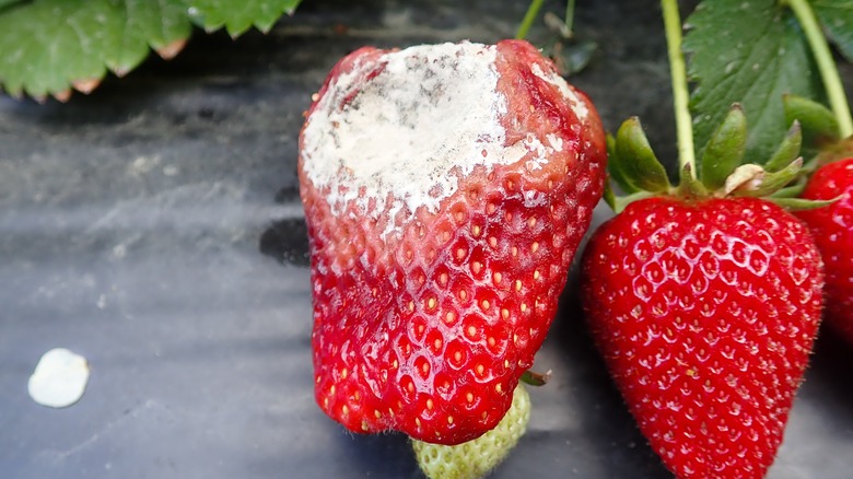 13 storage tips for longer-lasting strawberries