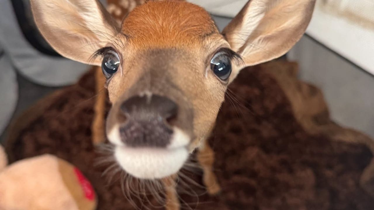 Austin Wildlife Rescue seeks food donations for rescued animals