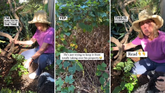 Homeowner dismayed after gardener finds dangerous plants taking over ...