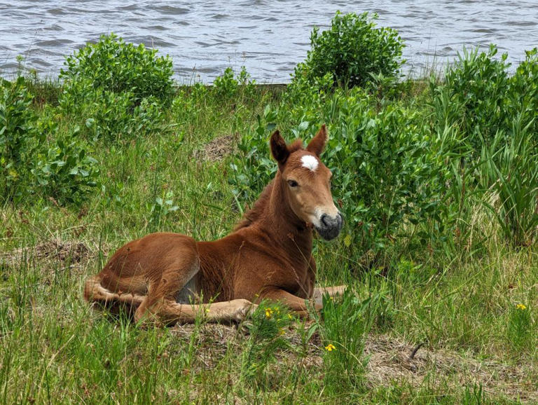 Corolla Wild Horse Fund announces death of colt