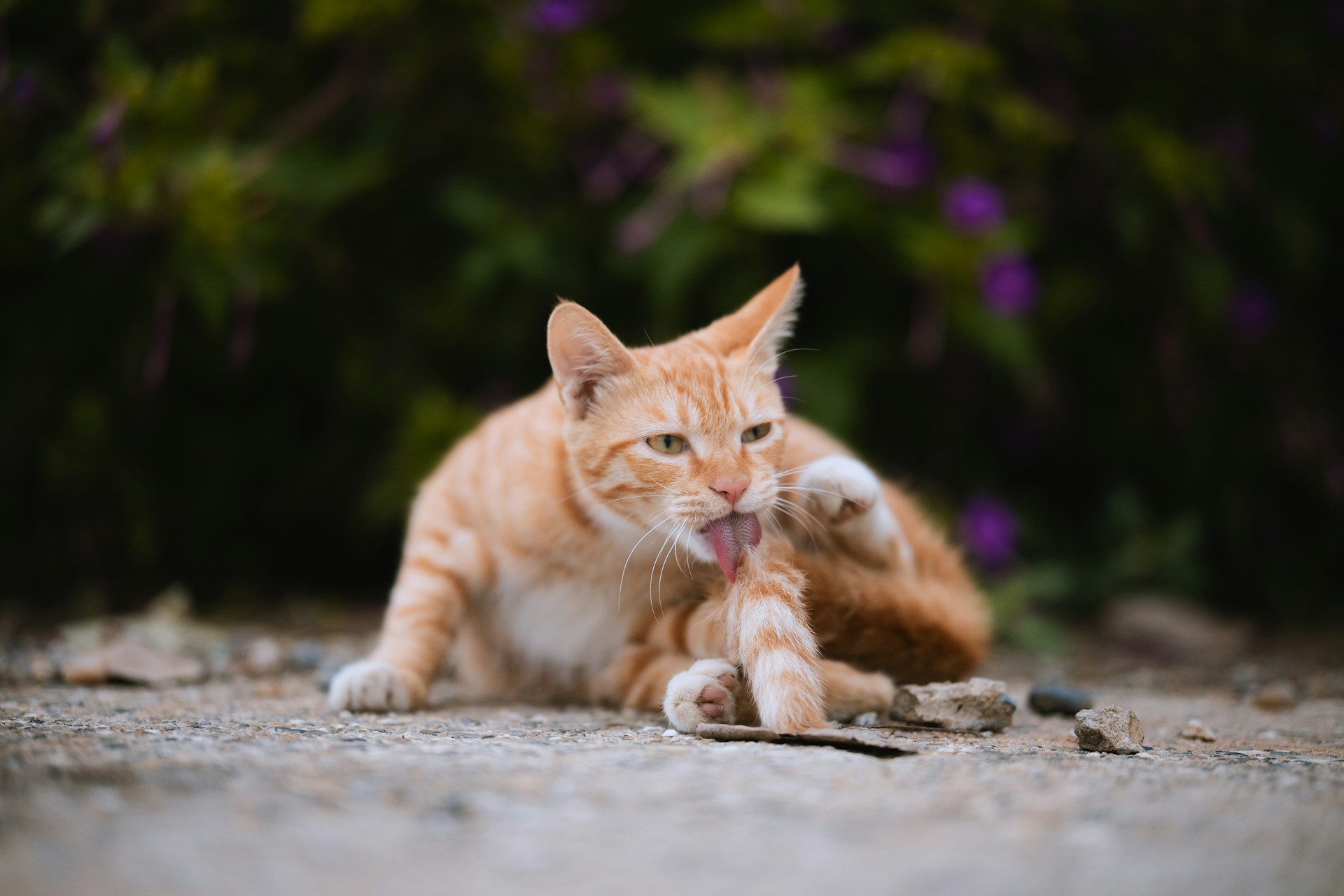 10 Quirky Cat Habits Only Owners Truly Get