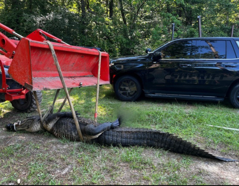 Unexpected 13-foot visitor arrives at Broaddus ISD