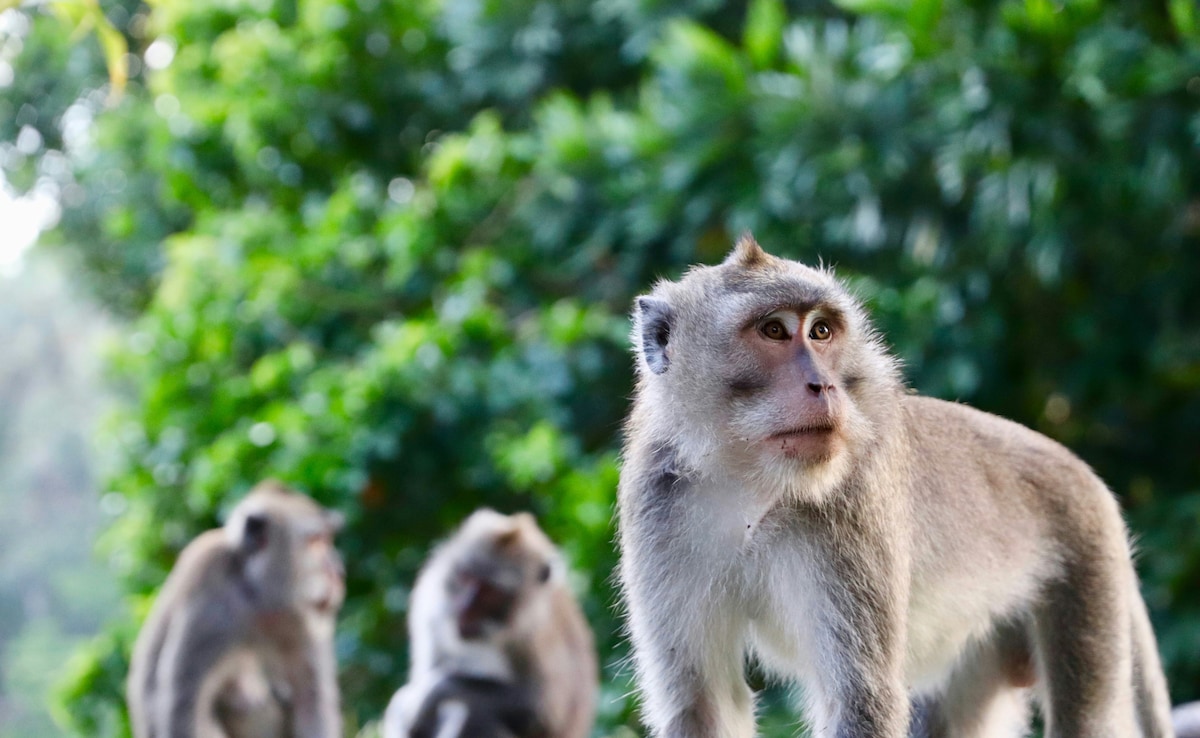 20 Dead Monkeys Found In Karnataka, Poisoning Suspected