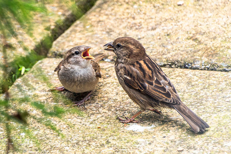 How to stop birds pooping on your patio: 6 expert tips