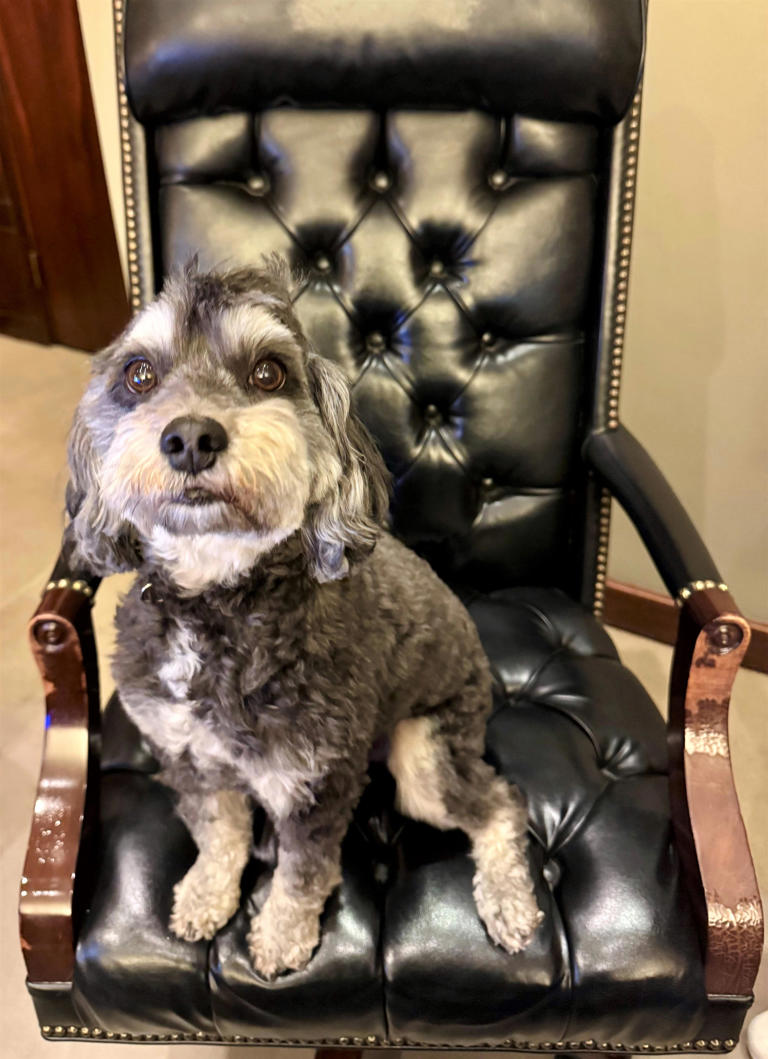 Chief Justice Mary R. Russell: Man's best friend has a place in a court ...