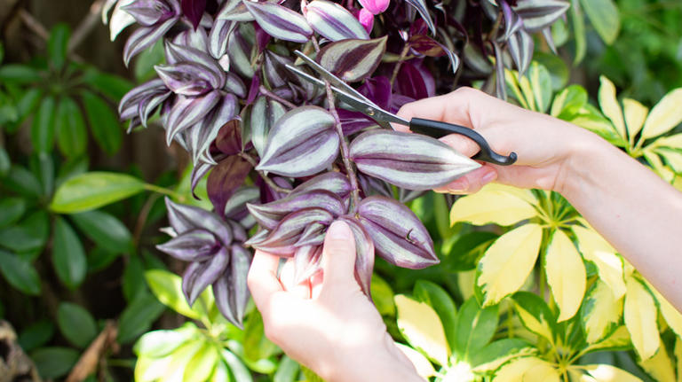 Common Reasons Why Your Indoor Inch Plant Is Dying (& What To Do About It)