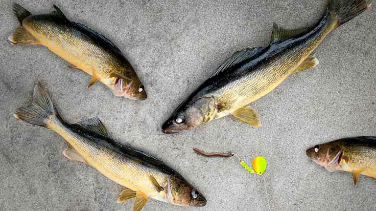 Top 3 Fishing Stories of the Week: Spinners for Weed Walleye, DIY ...