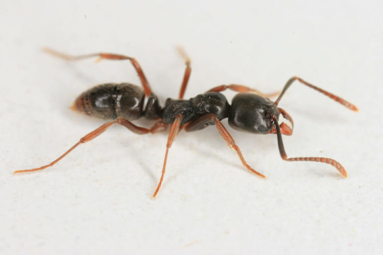 Stinging, invasive Asian needle ants found in Ohio. Are they spreading ...