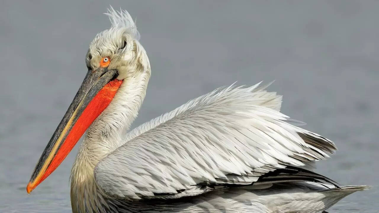 15 birds with cool hairdos that could steal the spotlight like fashion ...