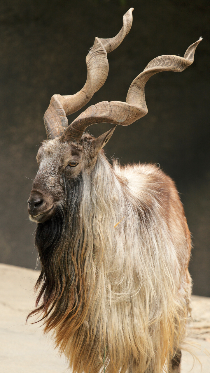 10 animals humans will rarely ever be able to see (no, they are not ...