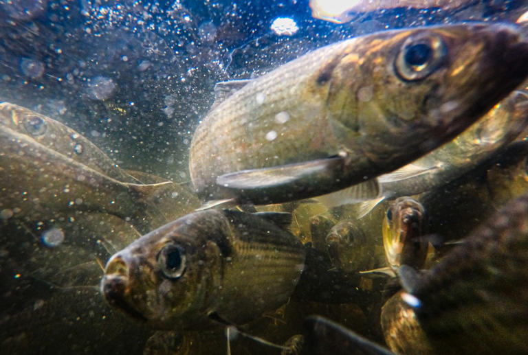 His family has harvested alewives at the same Maine stream for a century