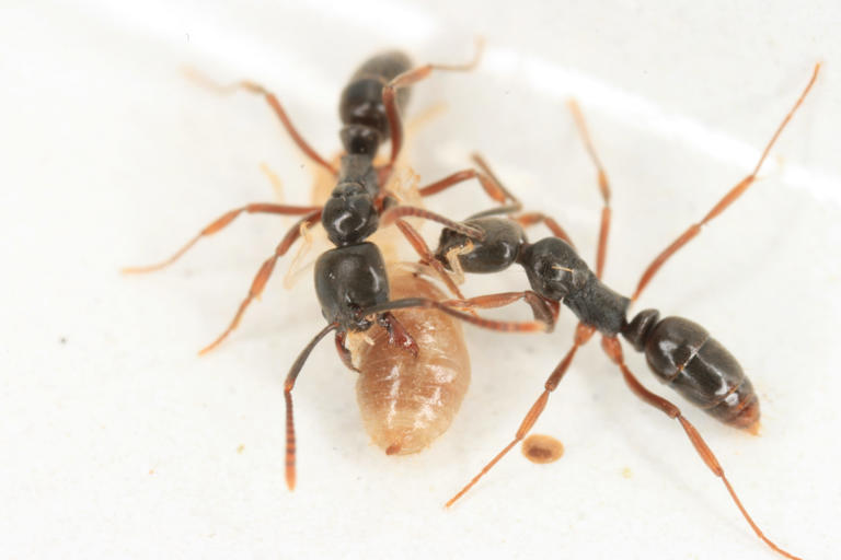Stinging, invasive Asian needle ants found in Ohio. Here's where, why ...