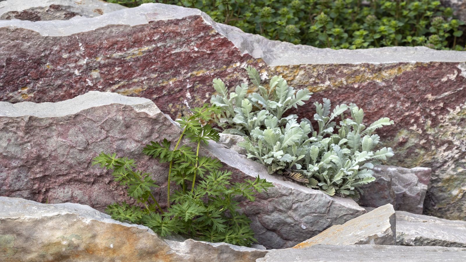 How to start a crevice garden this summer – and transform rocky areas ...