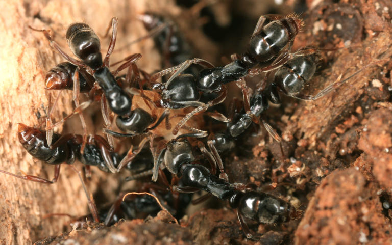 Stinging and 'wicked' Asian needle ants are spreading across the US