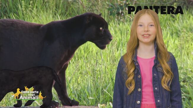 Stella's World: la pantera