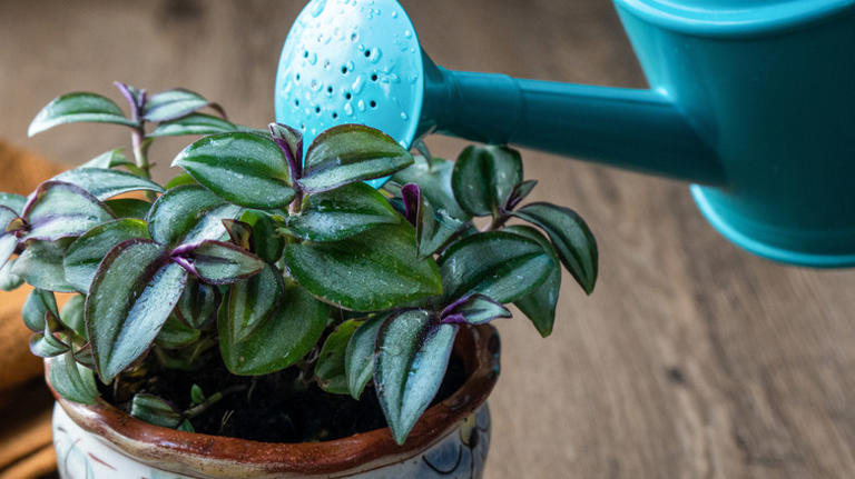 Common Reasons Why Your Indoor Inch Plant Is Dying (& What To Do About It)
