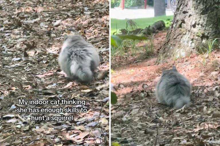Indoor cat thinks she can hunt a squirrel—then reality hits hard