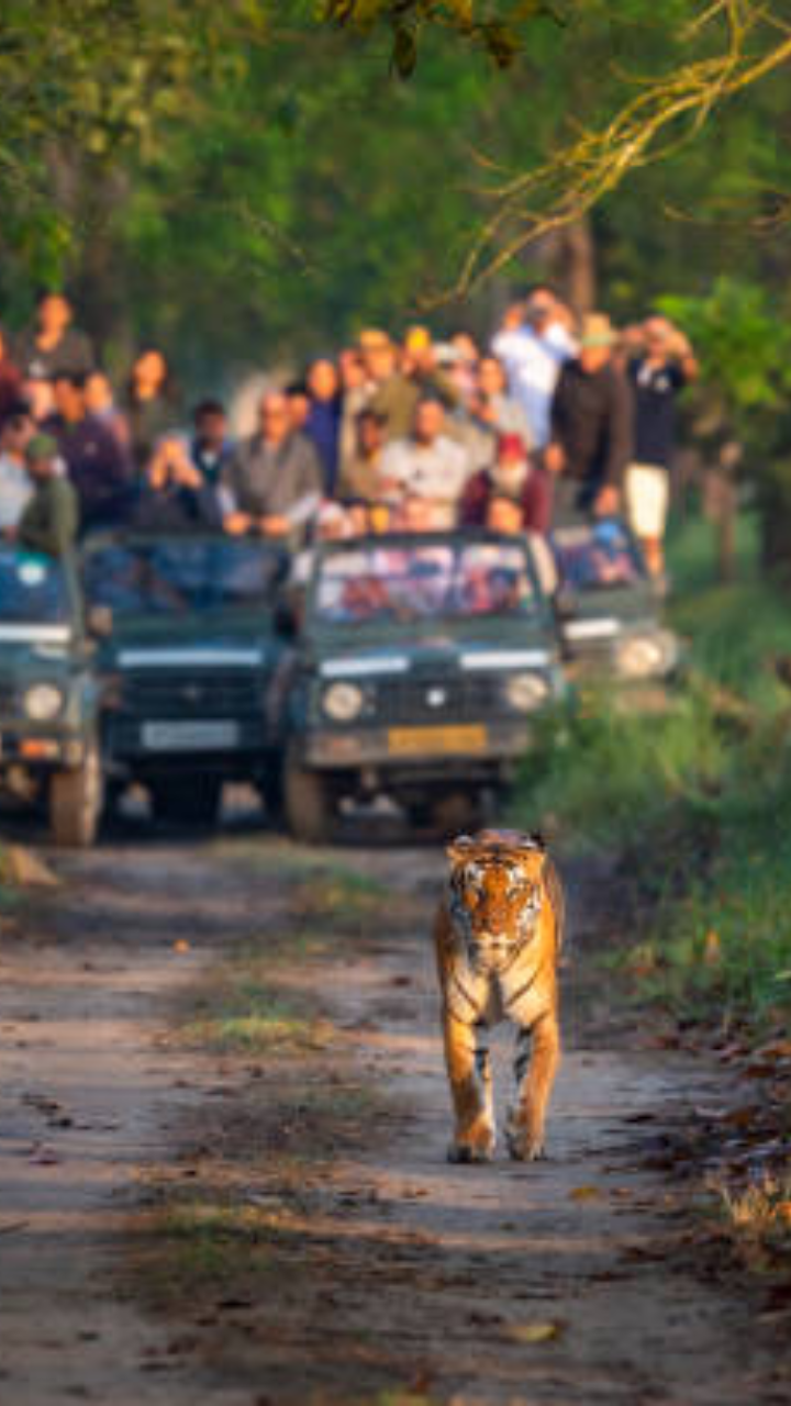 10 forests in India to spot tigers in their natural habitat