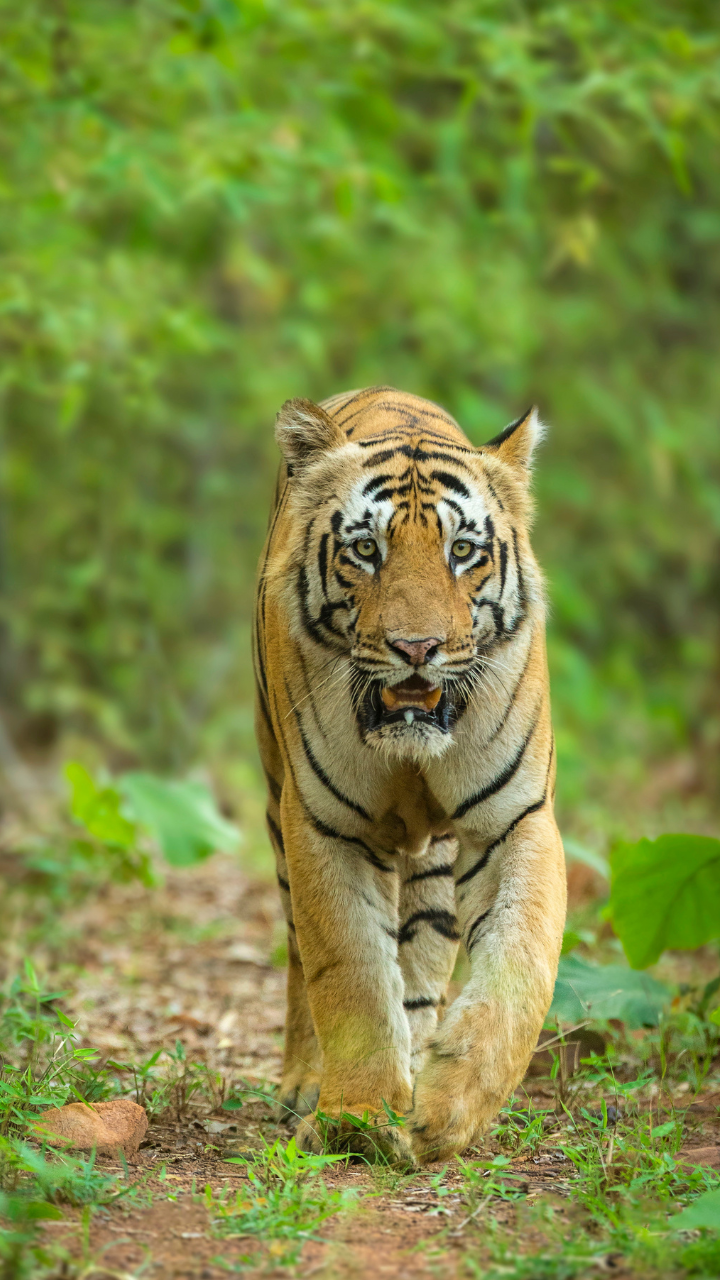 10 forests in India to spot tigers in their natural habitat