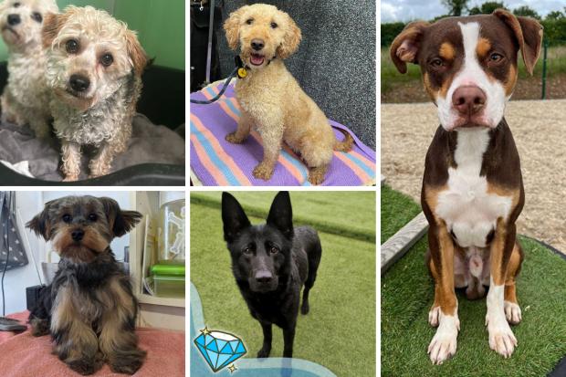 Five dogs looking for their forever home from Many Tears Rescue