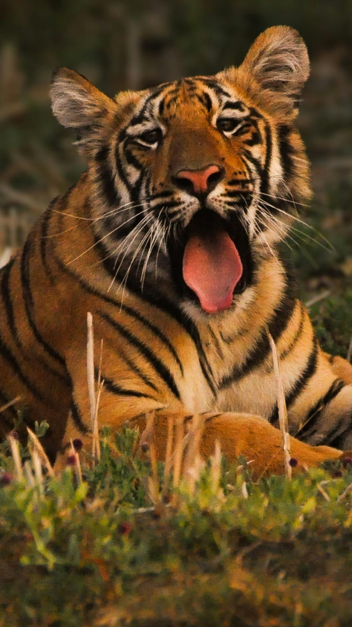 10 forests in India to spot tigers in their natural habitat