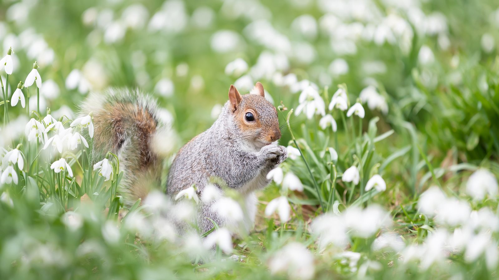 Keep squirrels out of the garden for good with an easy-to-grow flower ...