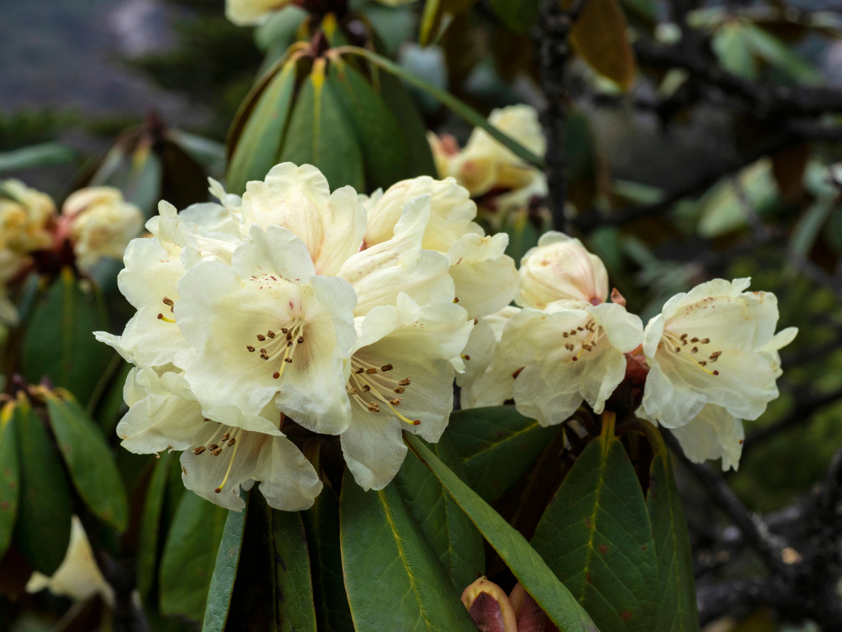 From Buransh to Brahma Kamal: Unique flowers from the hills and where ...