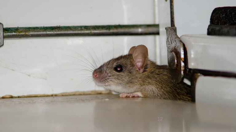 5 diseases caused by rats