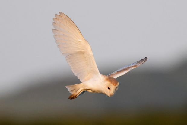 Ten of YOUR amazing pictures of Island life