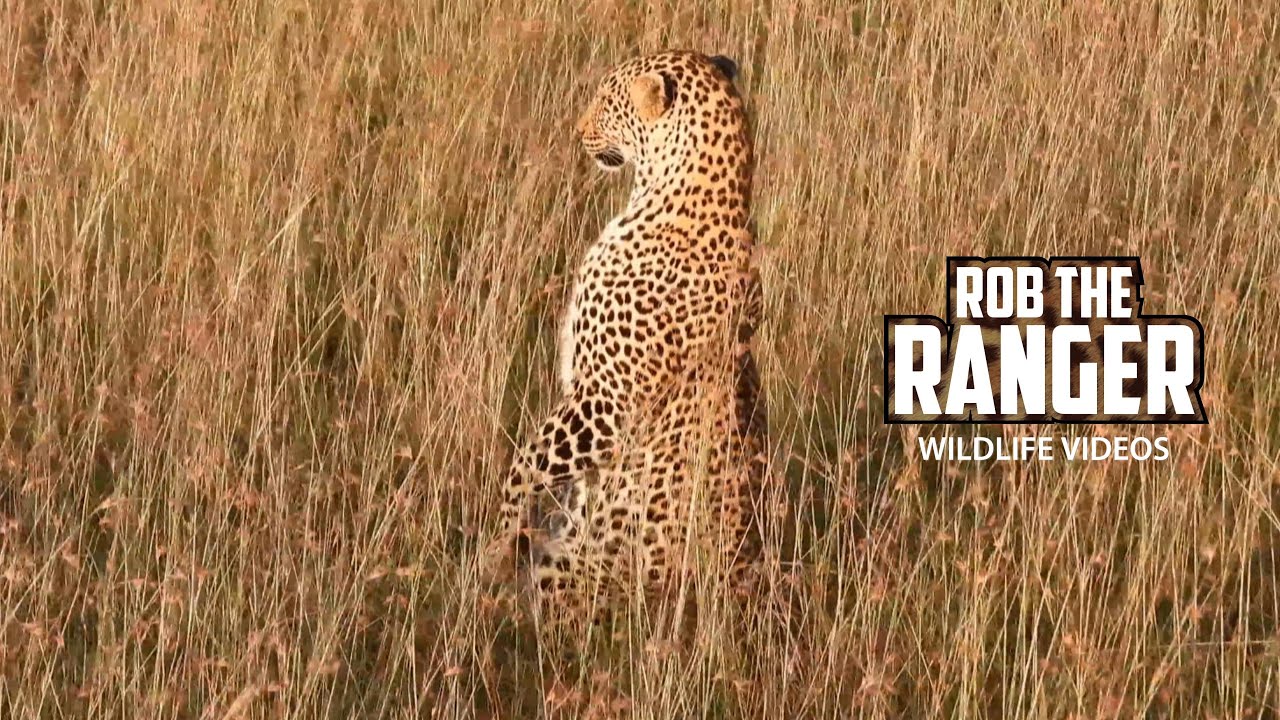 Leopard Strikes Pose That Mimics a Meerkat