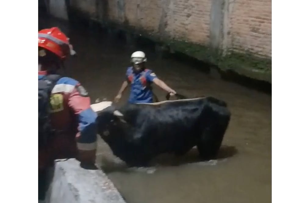 Momen Damkar Selamatkan Sapi Kurban Seberat 400 Kg yang Nyebur ke Kali