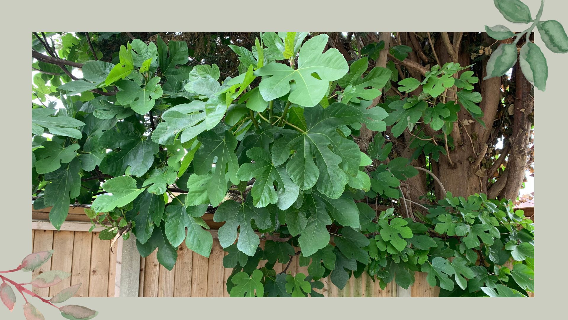 Can you cut overhanging branches from a neighbour's tree? Experts share ...