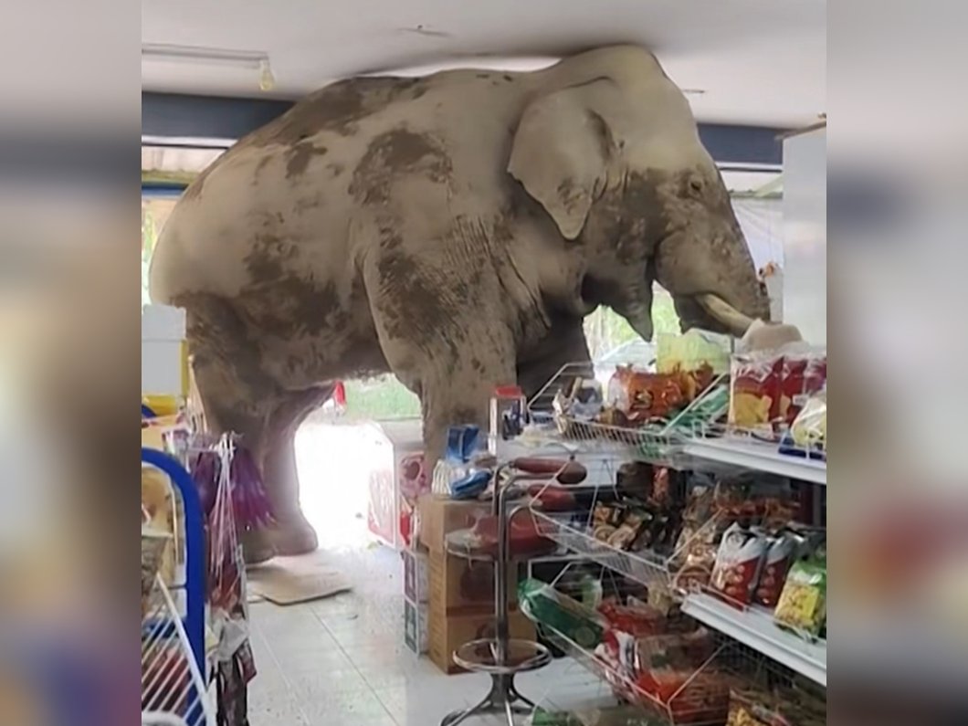 Elephant plunders village store in Thailand