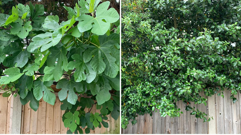 Can you cut overhanging branches from a neighbour's tree? Experts share ...