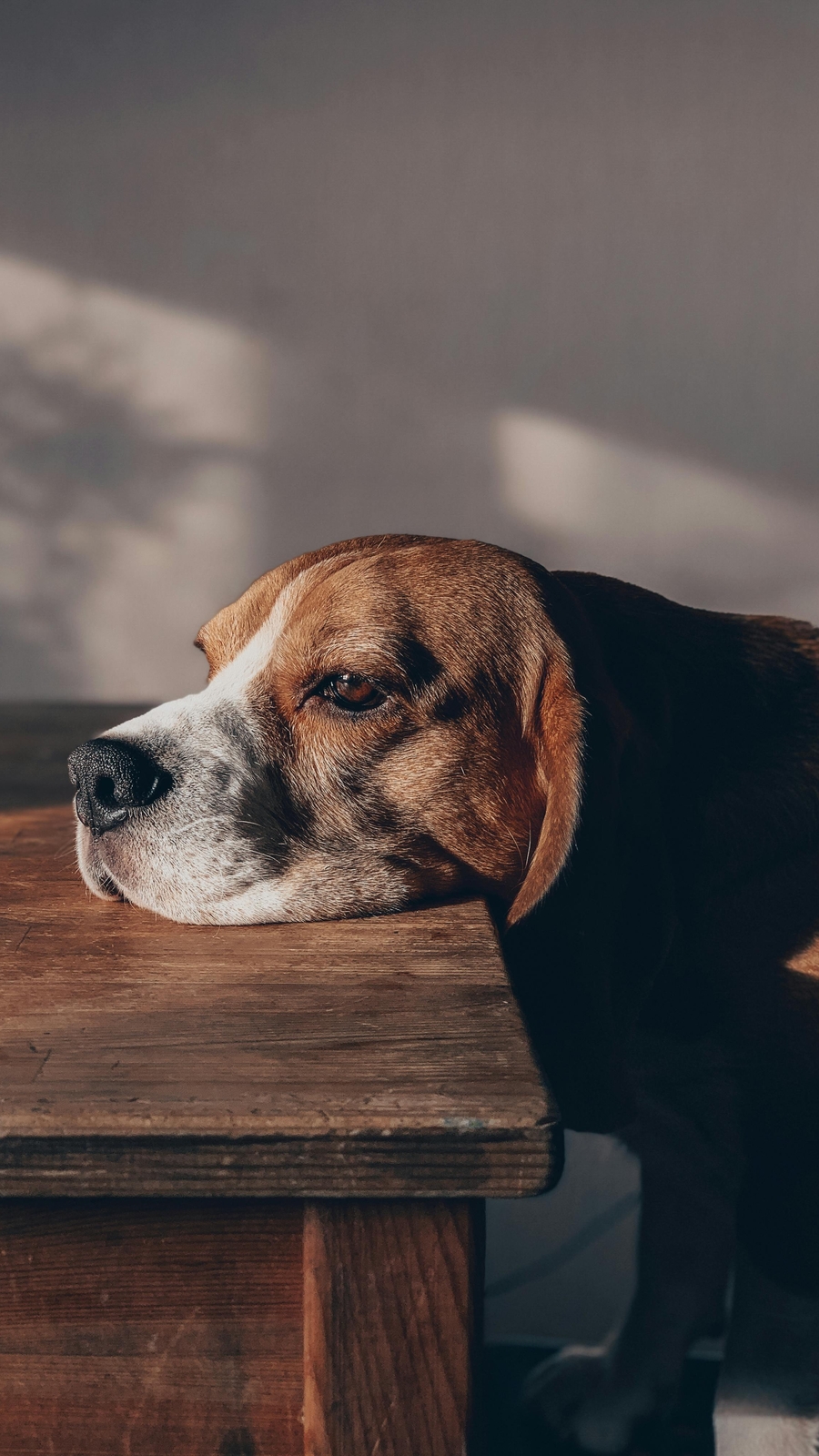 How to make your anxious dog feel secure