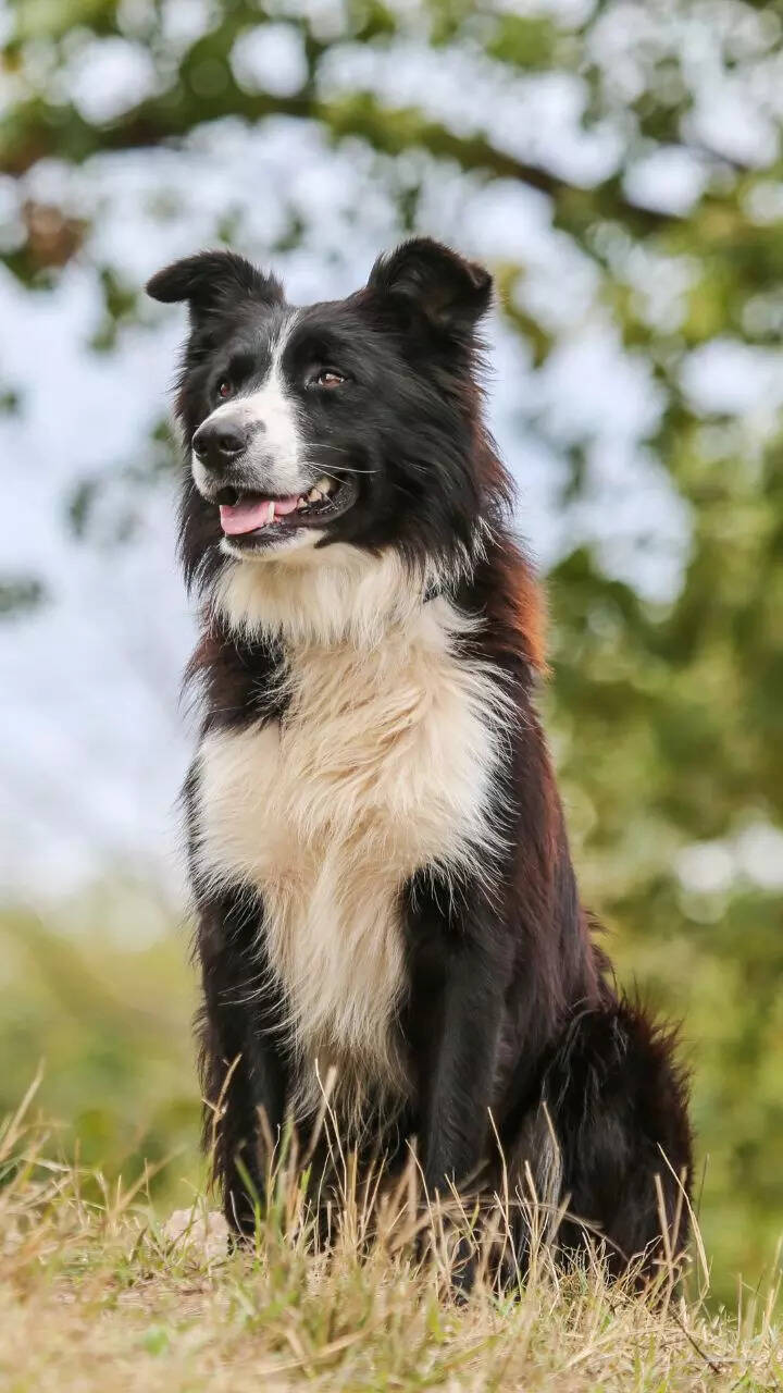 8 most intelligent dog breeds to have as pets