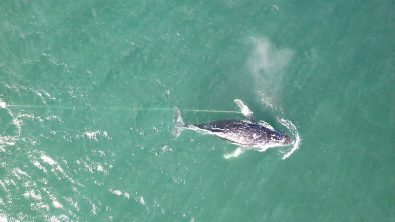 Humpback whale entangled in rope, trailing a buoy spotted south off ...