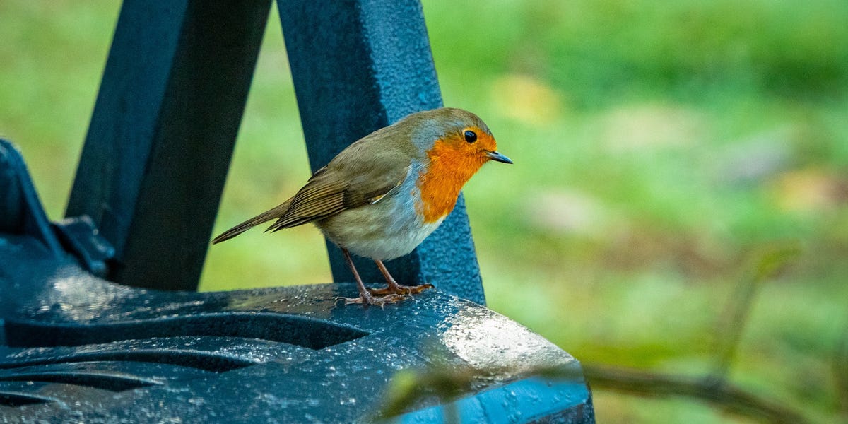 How to stop birds pooping on your patio: 6 expert tips