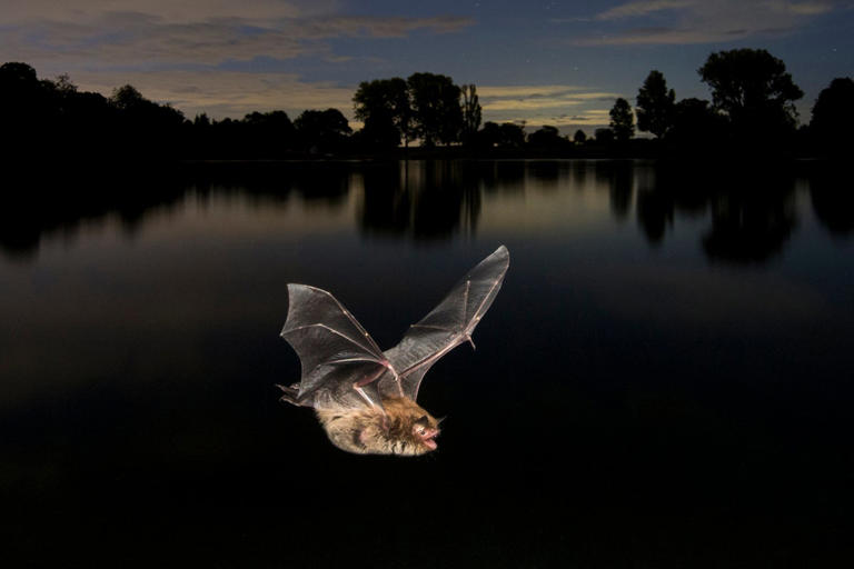 Rare virus discovered in bat on Isle of Wight