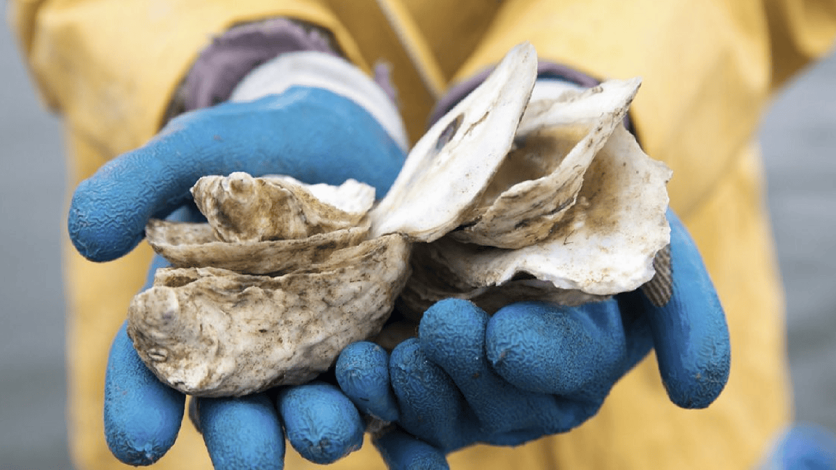 How American Volunteers Are Cultivating a Cleaner Ocean, One Oyster at ...