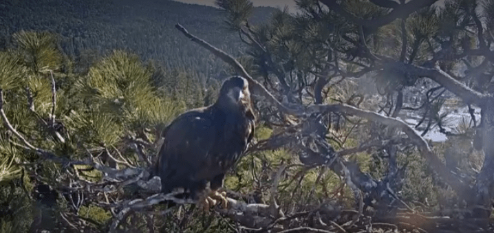Video: Eaglet stumbles while taking first flight in Big Bear Valley