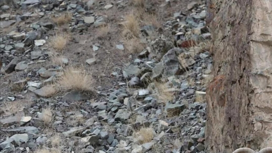 Optical illusion: Spot hidden snow leopard in this image to earn title ...