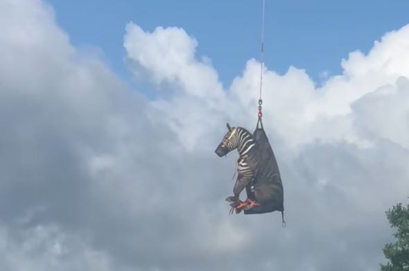 Zebra at center of massive search & capture in TN now in Texas