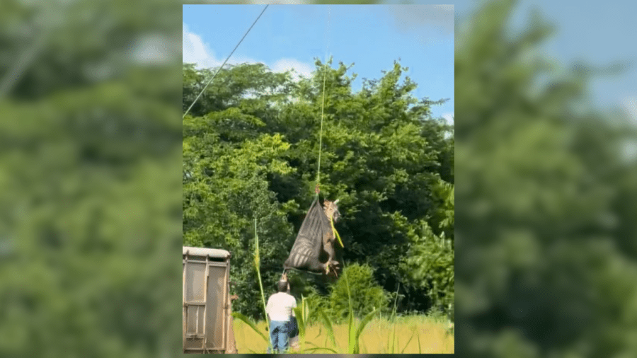 Pet zebra captured after 8 days on the loose in Rutherford County
