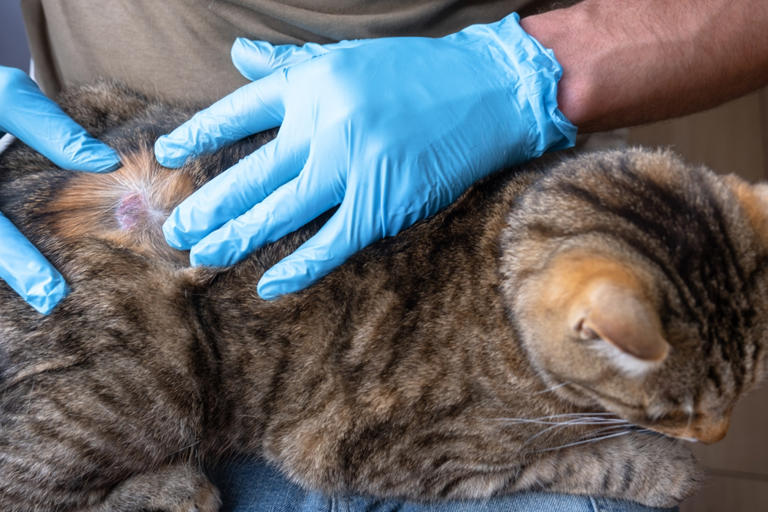 Cat Dry Skin: Causes and How to Help
