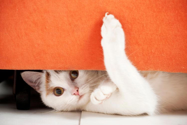 Your Cat Can Sense Things You Can’t—Here Are 10 Examples