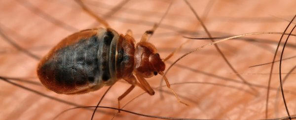 Bed Bugs May Have Been The First Urban Pest to Ever Plague Humans